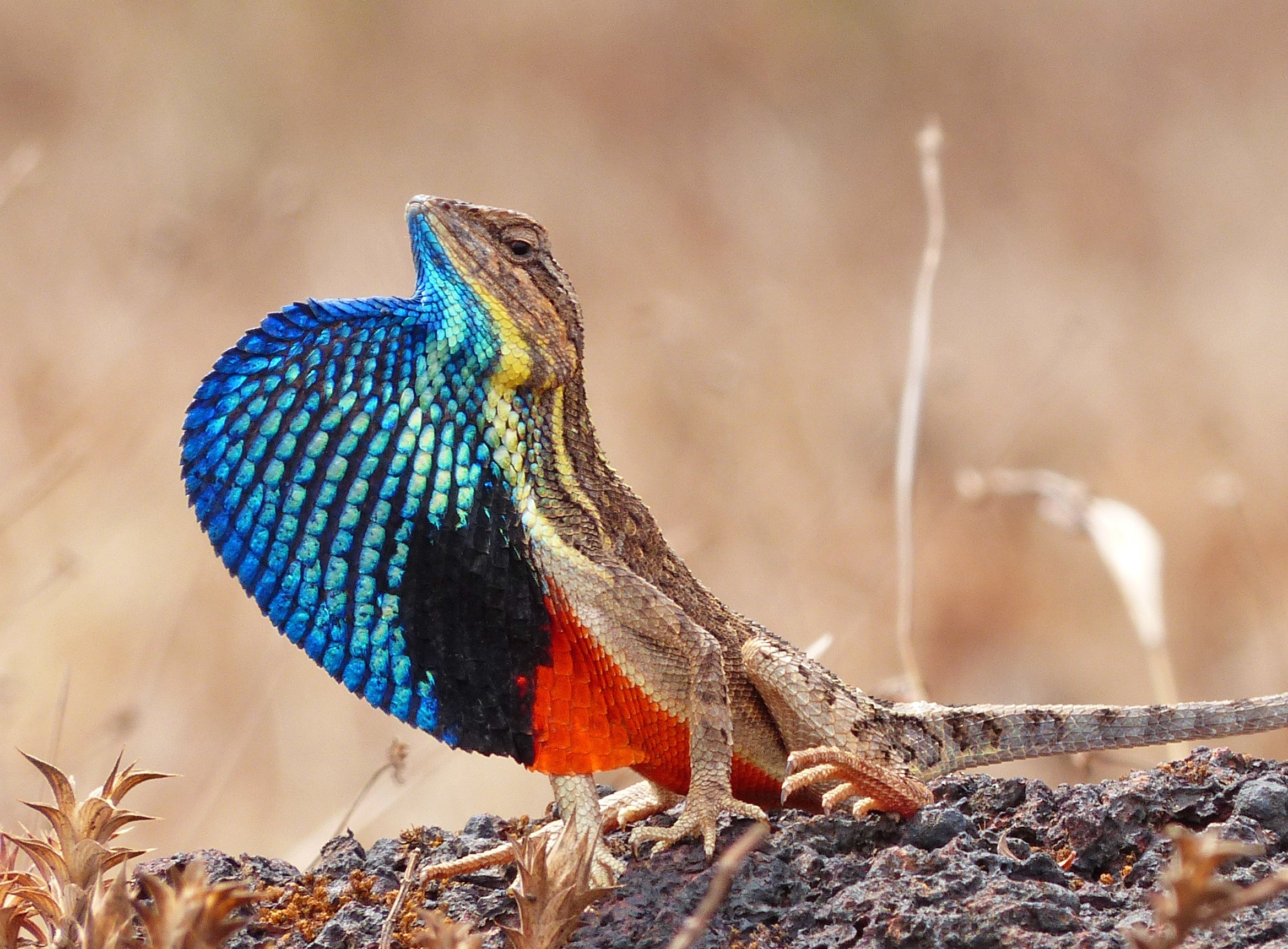 Wind Turbines Can Act Like Apex Predators - Scientific American